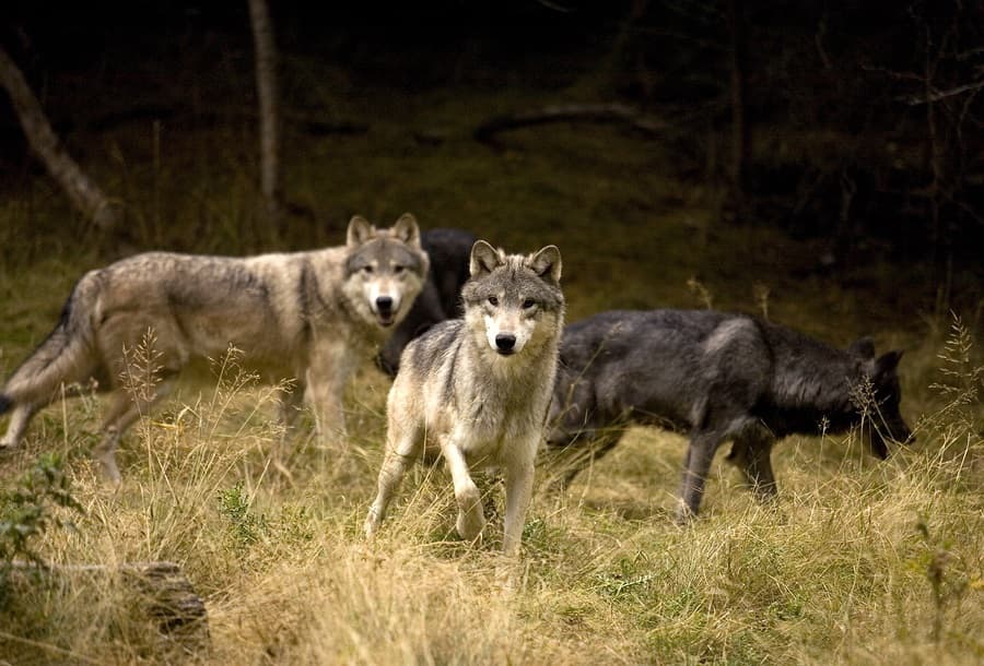 What Wolves Teach Us About Leadership and Teamwork | ERE
